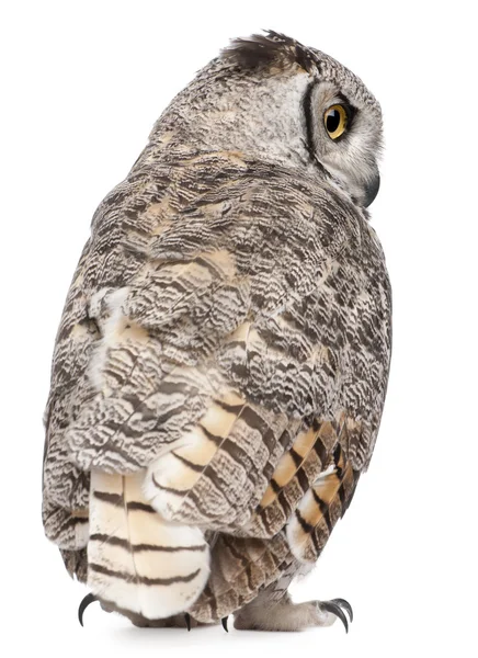 Rear view of Great Horned Owl, Bubo Virginianus Subarcticus, in front ...