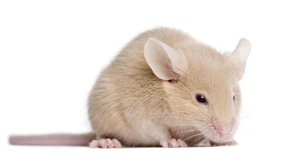 Mouse side view | Side view of Wood mouse in front of white background ...