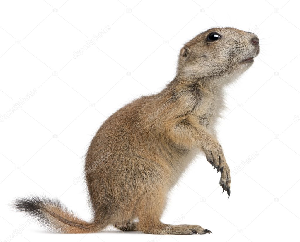 Black-tailed prairie dog, Cynomys ludovicianus Stock Photo by ...