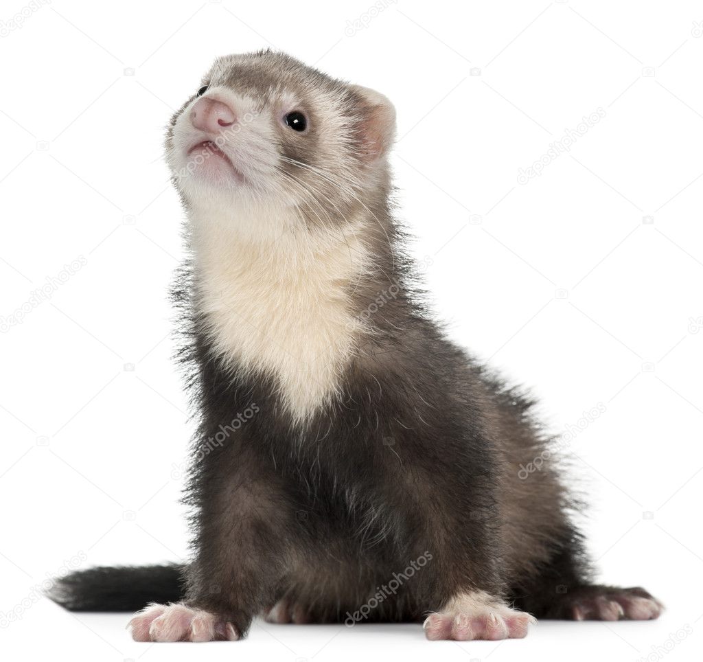 Ferret, 3 months old, sitting in front of white background Stock Photo ...