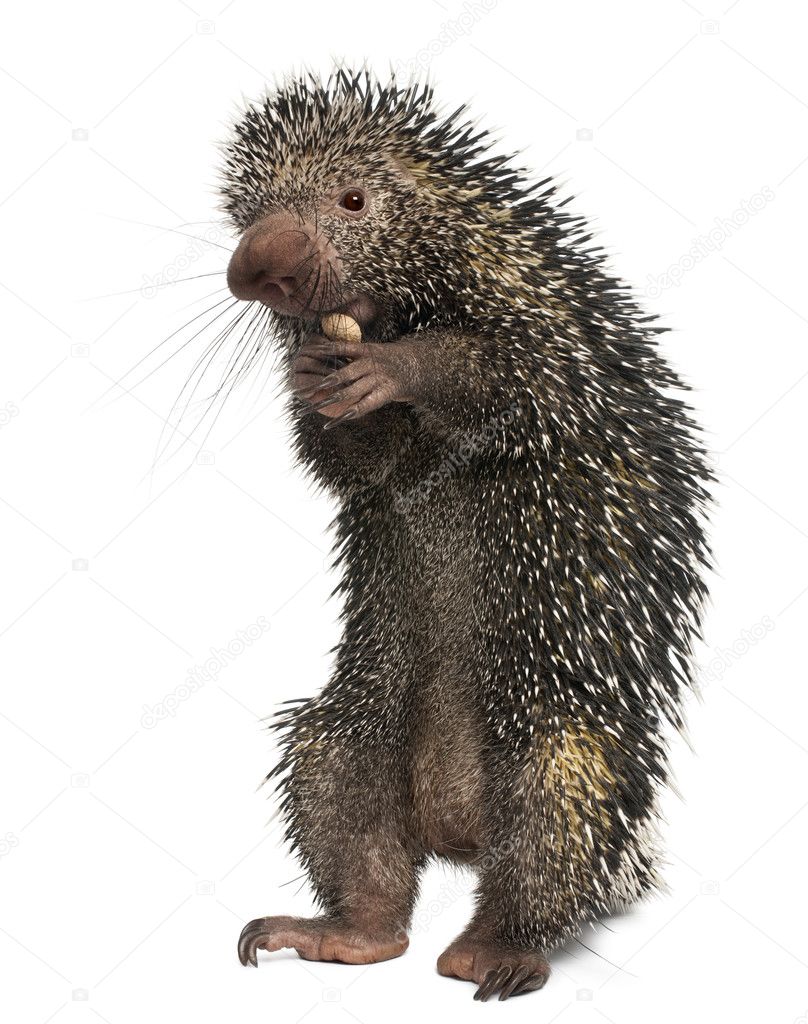 Brazilian Porcupine, Coendou prehensilis, eating peanut in front of ...