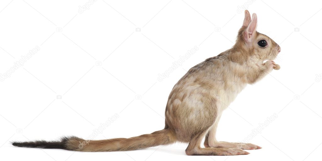 Springhare, Pedetes capensis, standing in front of white background ...