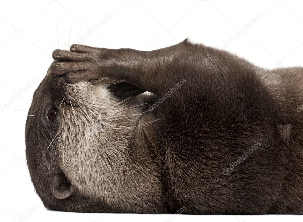 nutria oriental de garras peque as, Amblonyx Cinereus, 5 a os, acostada ...