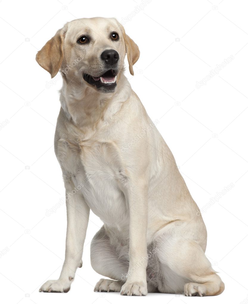 Labrador, 1 jaar oud, zit op witte achtergrond — Stockfoto ...