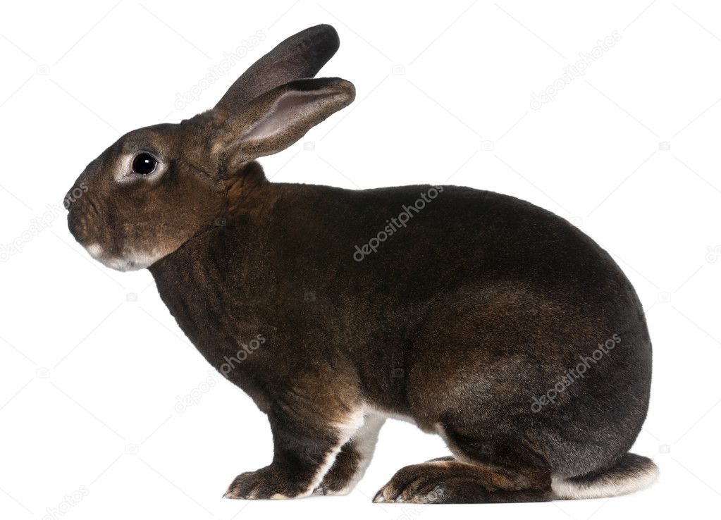 Castor Rex rabbit in front of white background Stock Photo by ...