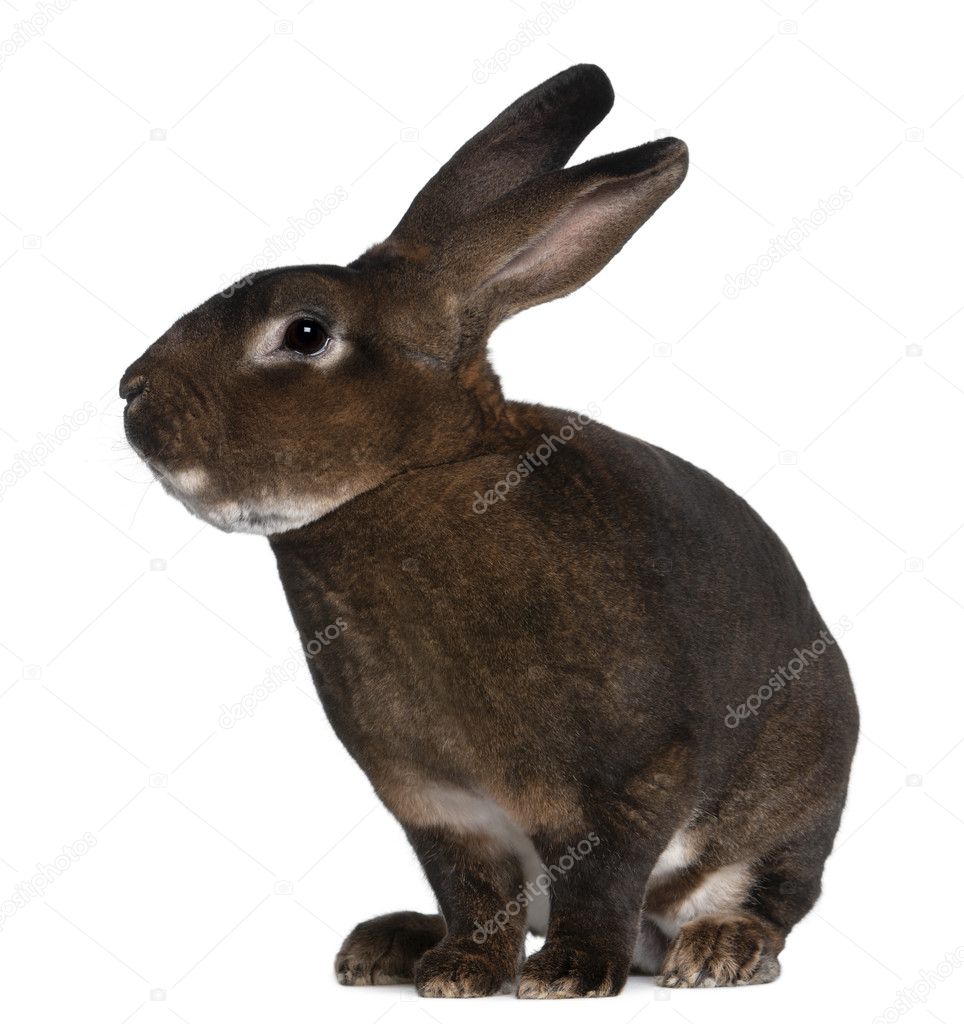 Castor Rex rabbit in front of white background — Stock Photo ...