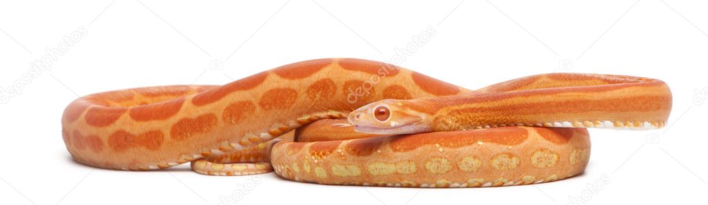 Scaleless Corn Snake, Pantherophis Guttatus, in front of white ...