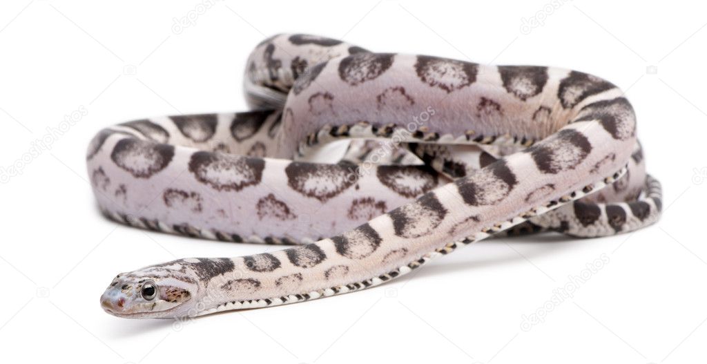 Scaleless Corn Snake, Pantherophis Guttatus, in front of white ...