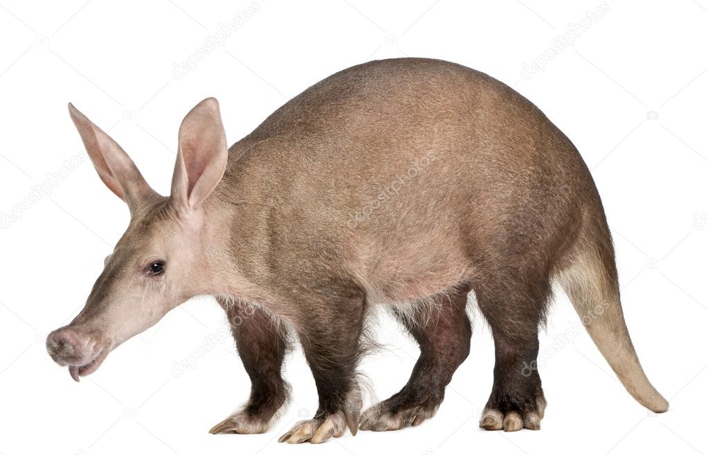 Aardvark, Orycteropus, 16 years old, in front of white background ...