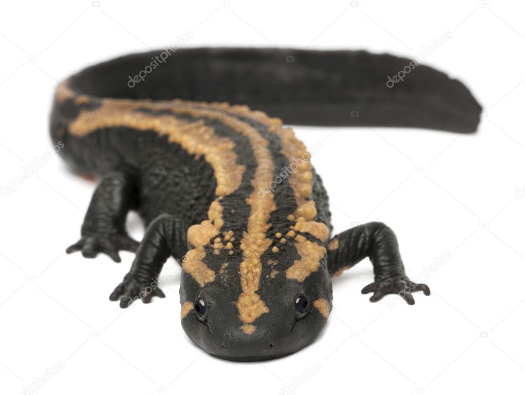 Laos Warty Newt, Paramesotriton laoensis, in front of white background ...