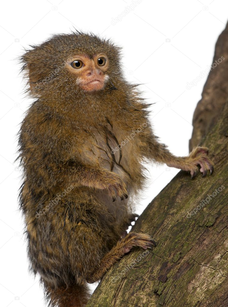 Pygmy Marmoset or Dwarf Monkey, Cebuella pygmaea, on log in front of ...