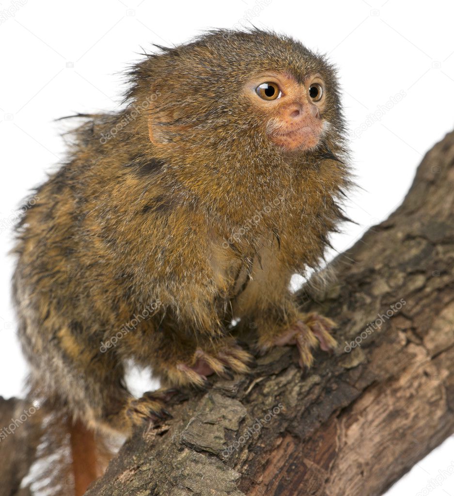 Pygmy Marmoset or Dwarf Monkey, Cebuella pygmaea, on log in front of ...