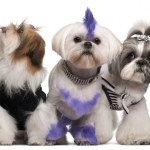 Three Shih Tzus dressed up, 2 years old, 5 months old, and 6 yea Stock ...