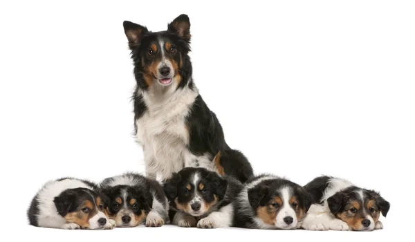 Female Border Collie, 3 years old, and Border Collie puppies, 6 weeks ...