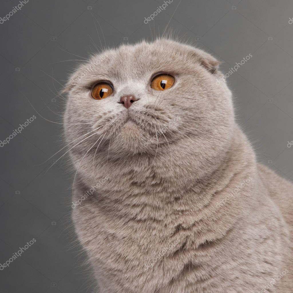 Scottish Fold cat, 9 and a half months old, sitting in front of white ...