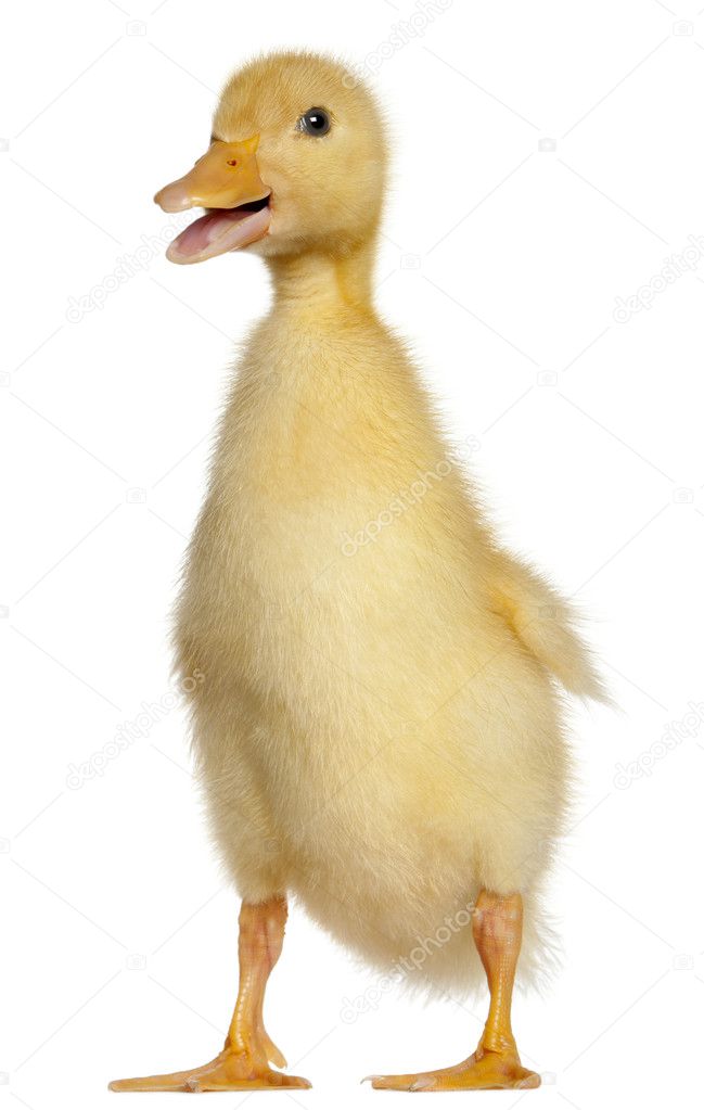 Patito, 1 semana de edad, frente a fondo blanco — Fotos de Stock ...