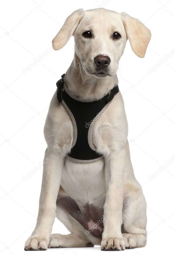 Labrador Retriever cachorro, 16 semanas de edad, sentado delante de ...