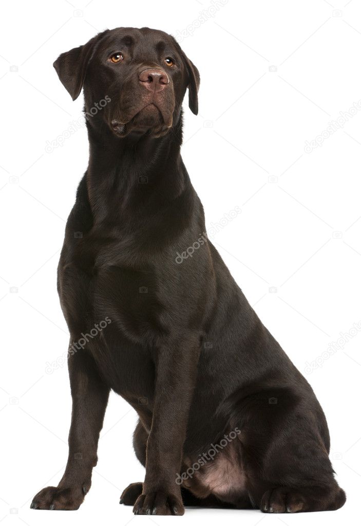 Labrador Retriever, 9 months old, sitting in front of white back ...