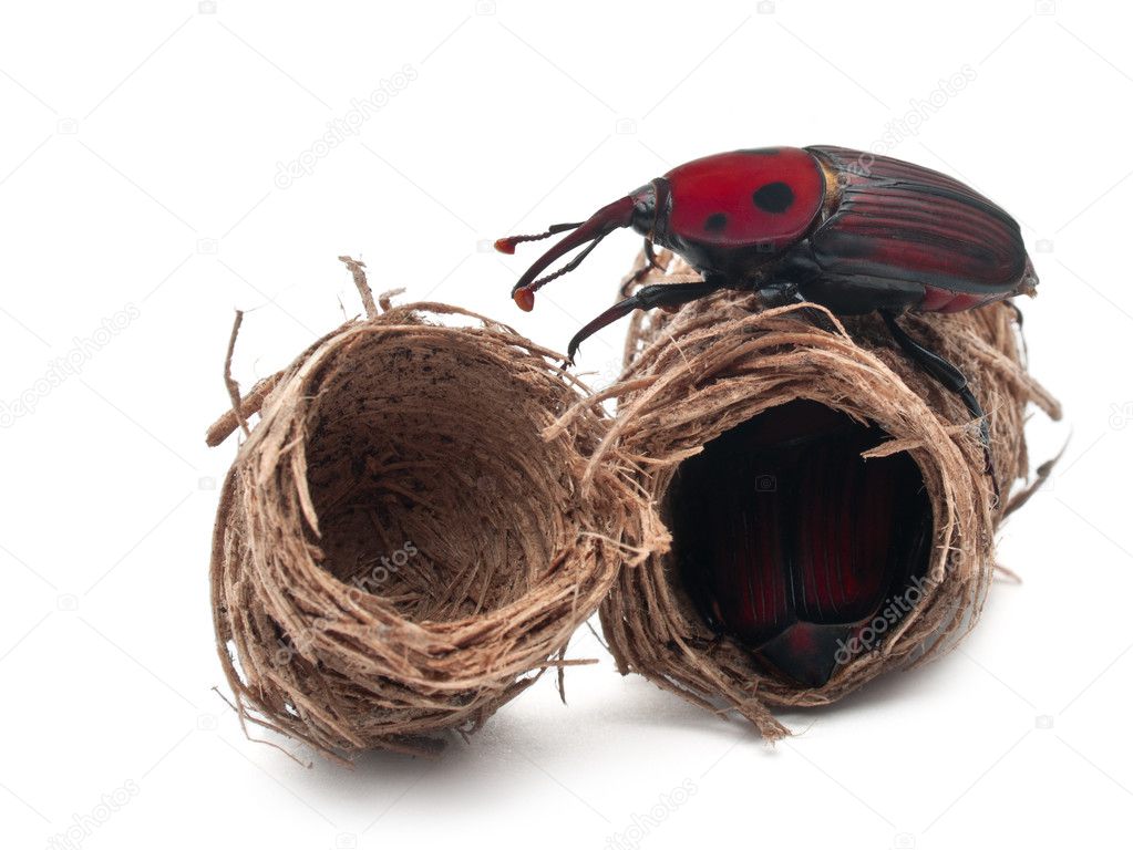 Red palm weevil, Rhynchophorus ferrugineus, and its cocoons in front of ...
