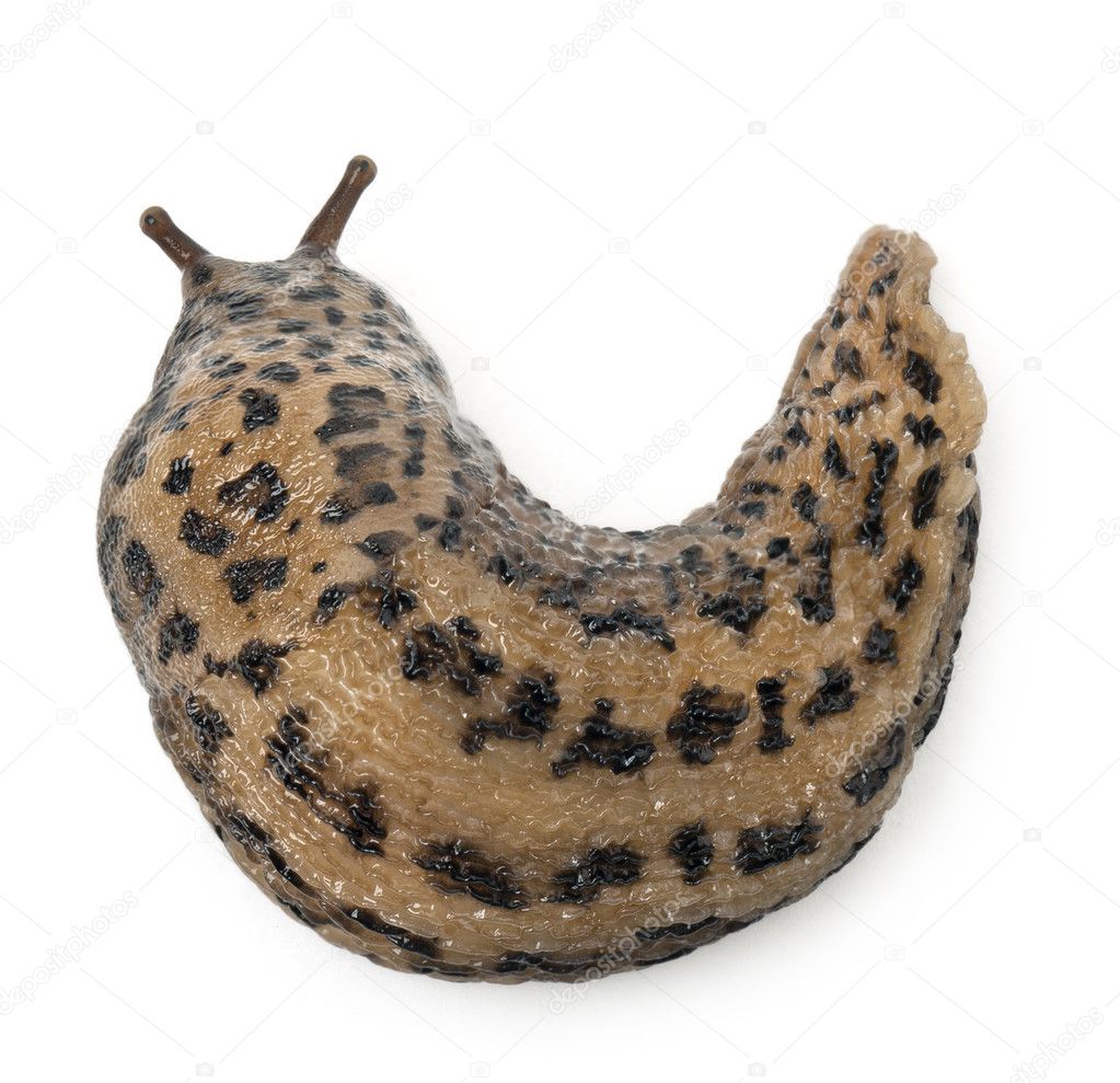Leopard slug - Limax maximus, in front of white background Stock Photo ...