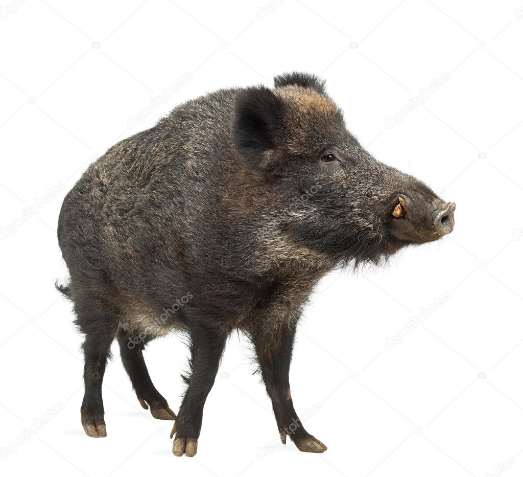 Wild boar, also wild pig, Sus scrofa, 15 years old, portrait standing ...