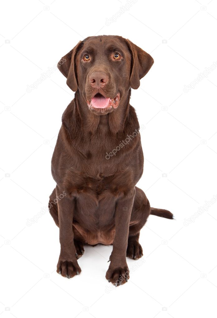 Chocolate Labrador Retriever Dog Sitting Stock Photo by ©adogslifephoto ...