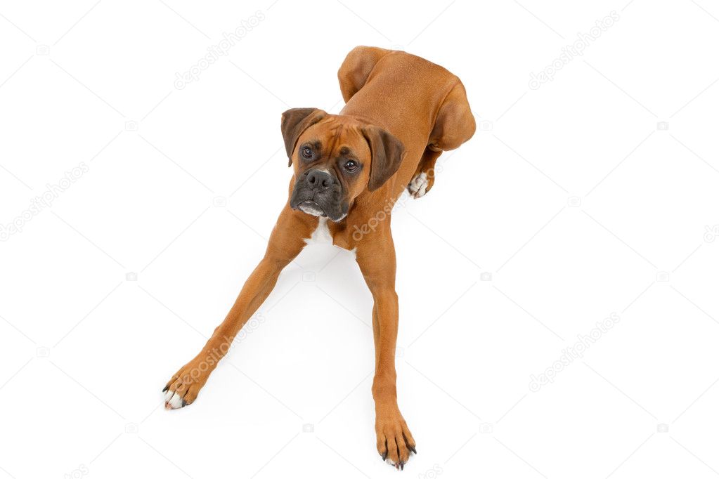 Boxer Dog Laying Down With Legs Extended — Stock Photo © adogslifephoto ...