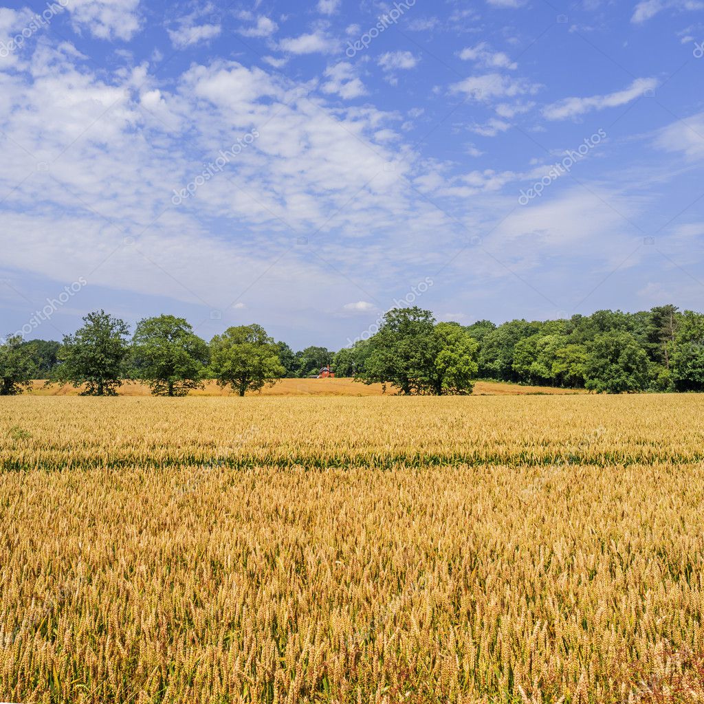 Crops growing in a field Stock Photo by ©davidmartyn 11910737