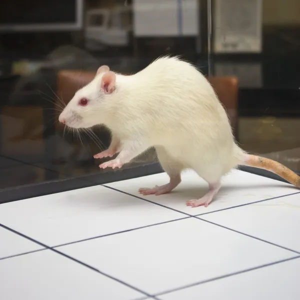 Rat jumping on board during experiment - Stock Image - Everypixel