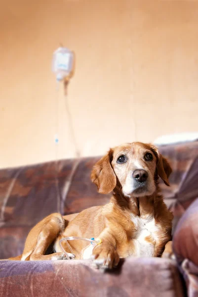 Dog sitting on bed with cannula in vein taking infusion — Stock Photo ...