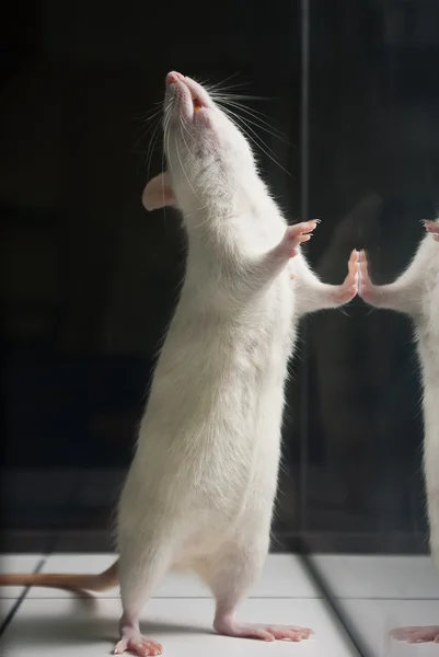ᐈ Baby albino rats stock pictures, Royalty Free lab rat photos ...