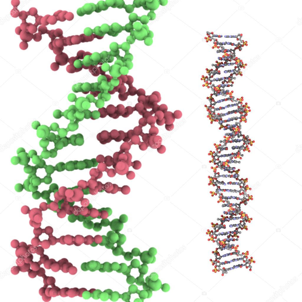 DNA double helix model — Stock Photo © ibreakstock #10824651