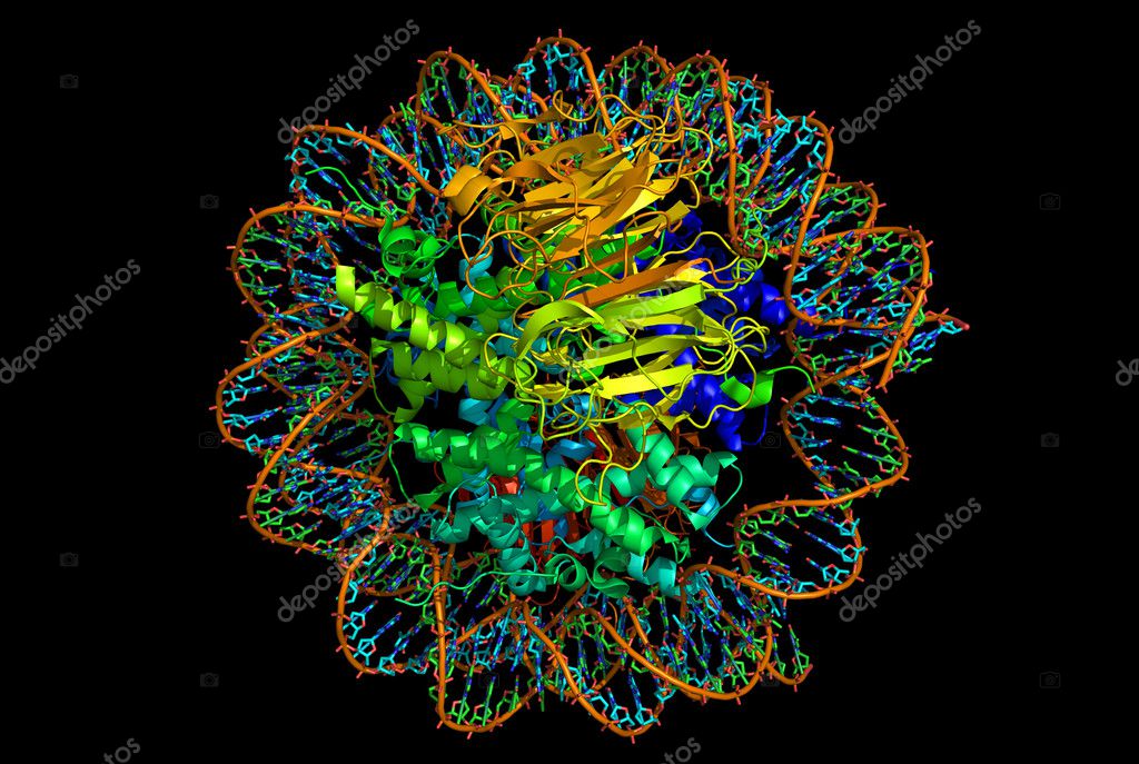 Nucleosome with DNA Model — Stock Photo © ibreakstock #10824656