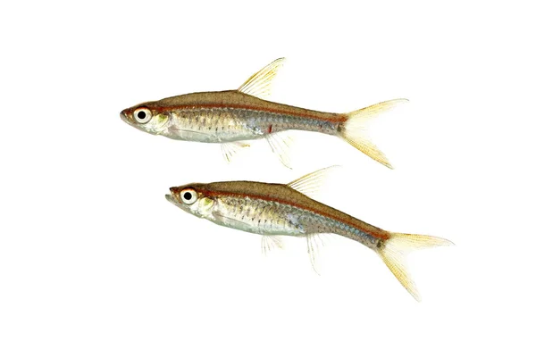 Rasbora Stock Photos, Royalty Free Rasbora Images | Depositphotos