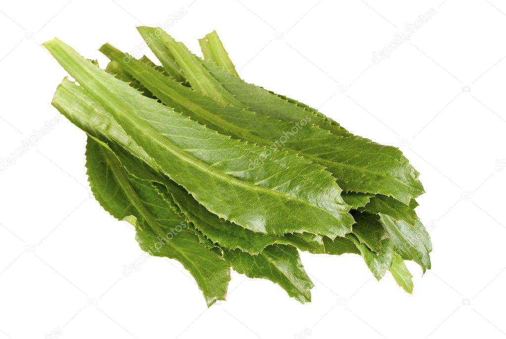 Cilantro de dientes de sierra - Eryngium foetidum 2023