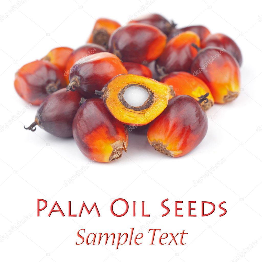 Oil Palm Seeds Stock Photo by ©Blinztree 11816275