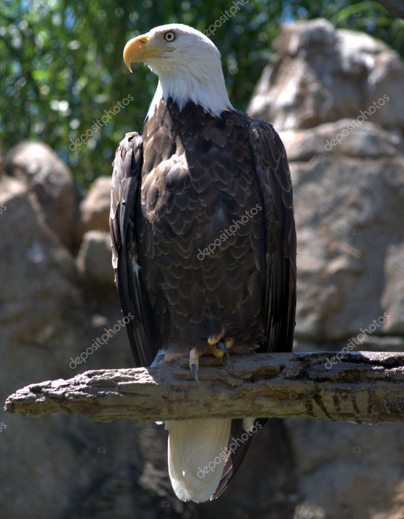 American Eagle Head Profile