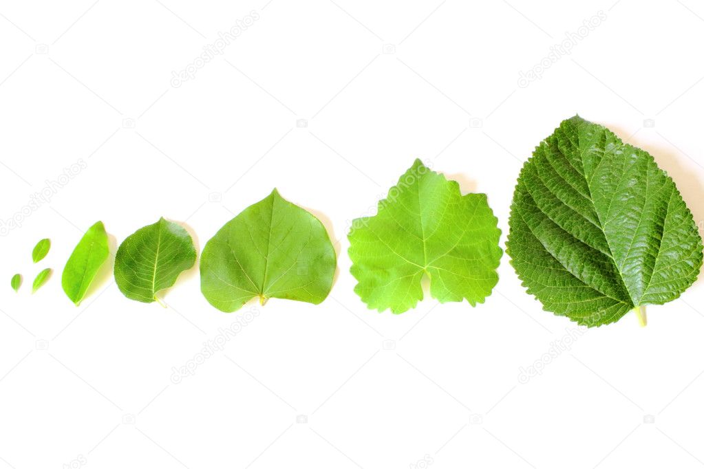 Small and Large Plant Leaves — Stock Photo © abhbah05 #11147136
