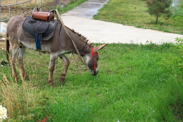 Burro na fazenda rural Stock Photos, Royalty Free Burro na fazenda ...