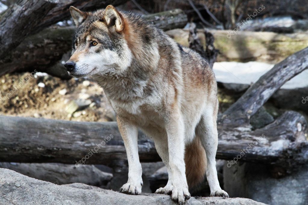 Wolf standing on a log. — Stock Photo © jane-jane #11972614