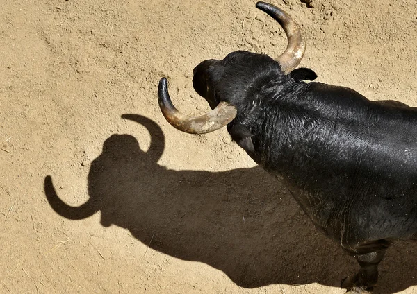 Bull jumping ethiopia Stock Photos, Royalty Free Bull jumping ethiopia ...