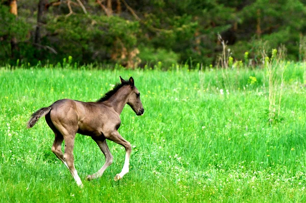 Dichromatic vision Stock Photos, Royalty Free Dichromatic vision Images ...