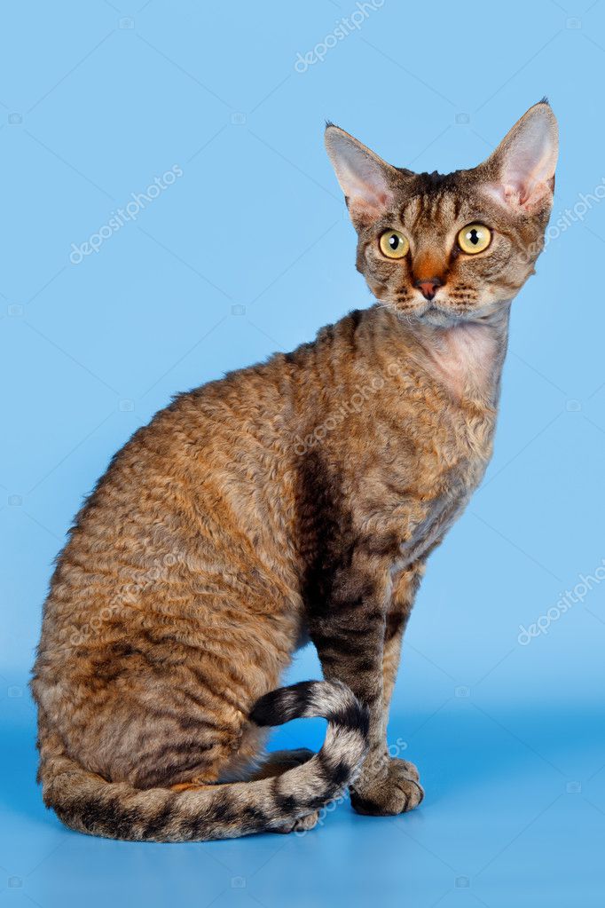 Devon rex sobre fondo azul 2024