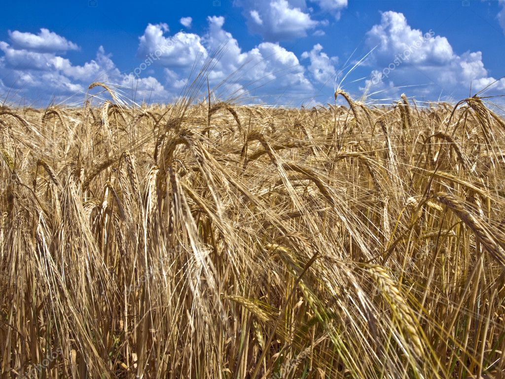 Field of ripe barley to the horizon — Stock Photo © anmbph #11795366