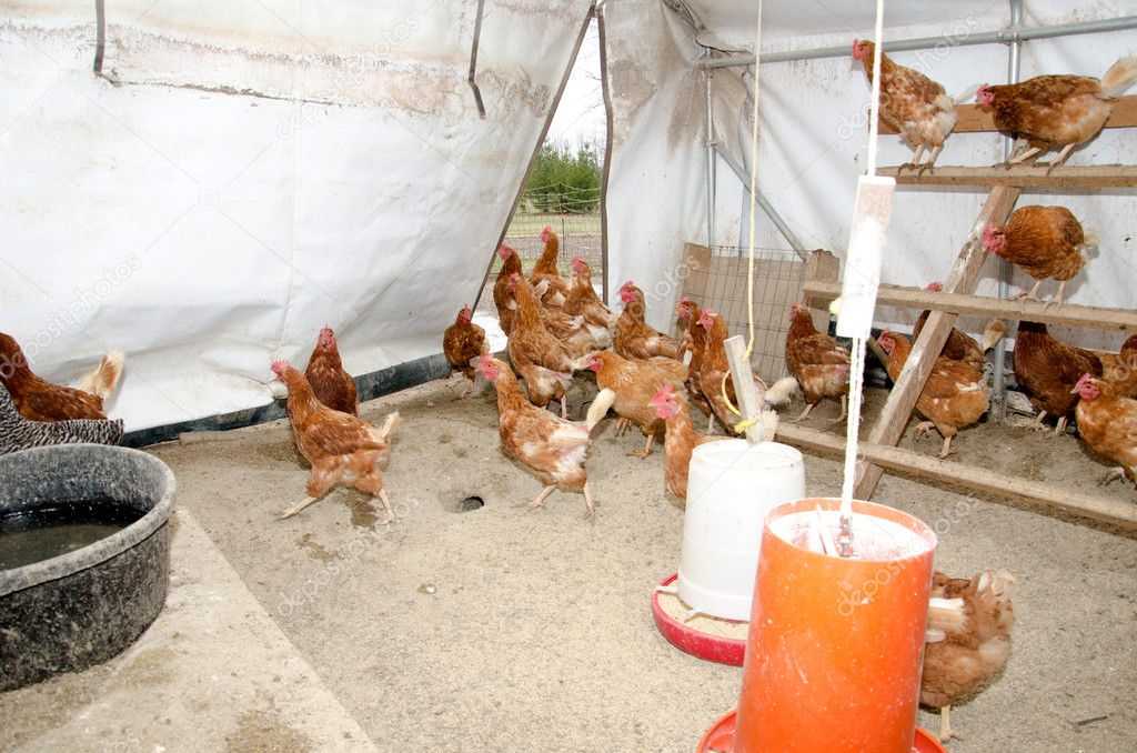 Chickens in a brooder house — Stock Photo © EEI_Tony #12318495