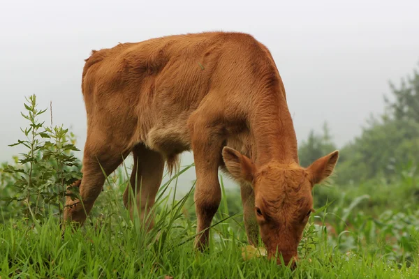 Skinny cow Pictures, Skinny cow Stock Photos & Images | Depositphotos®