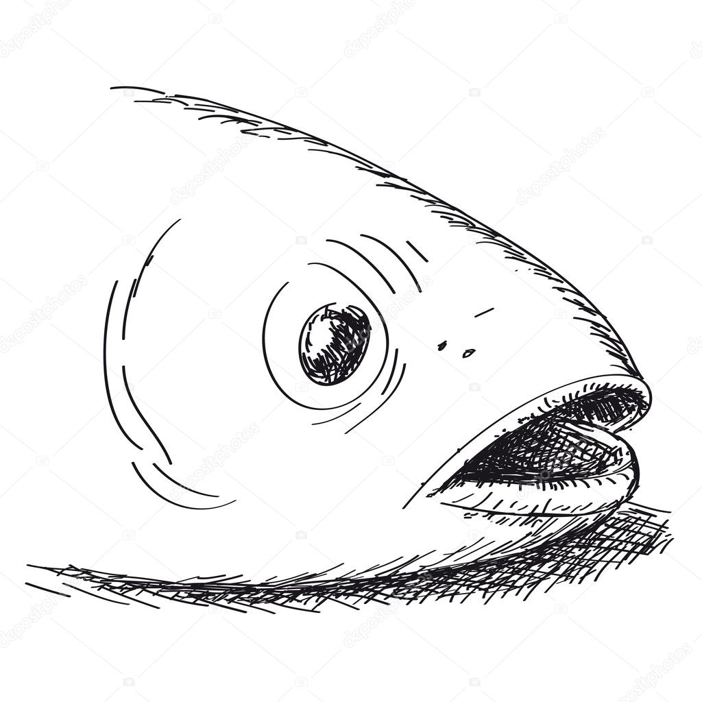 Fish head Stock Vector by ©robodread 11851940
