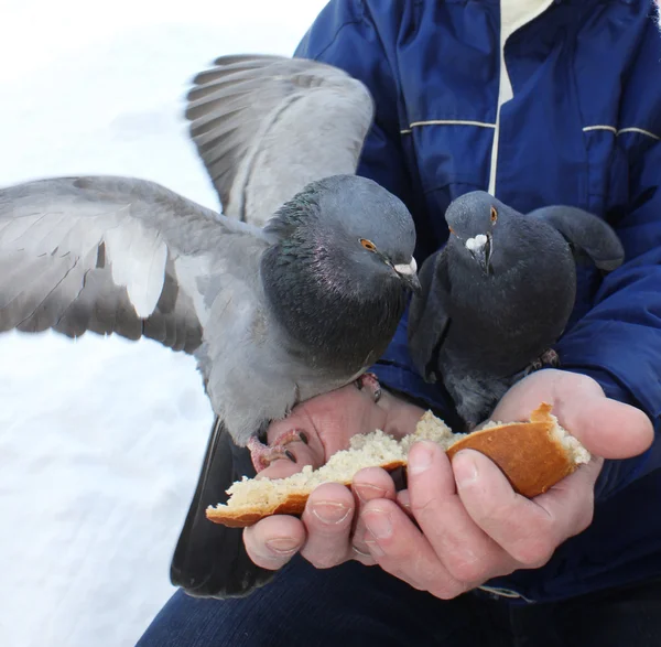 Dove hands Stock Photos, Royalty Free Dove hands Images | Depositphotos®