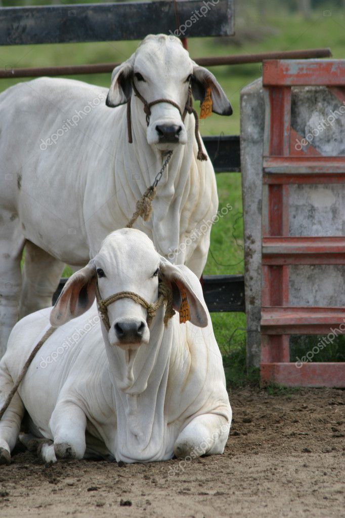 Cebu cows | Cebu cows — Stock Photo © rickbankovik #11268104