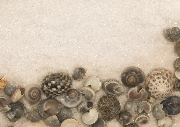 Shell border Stock Photos, Royalty Free Shell border Images | Depositphotos